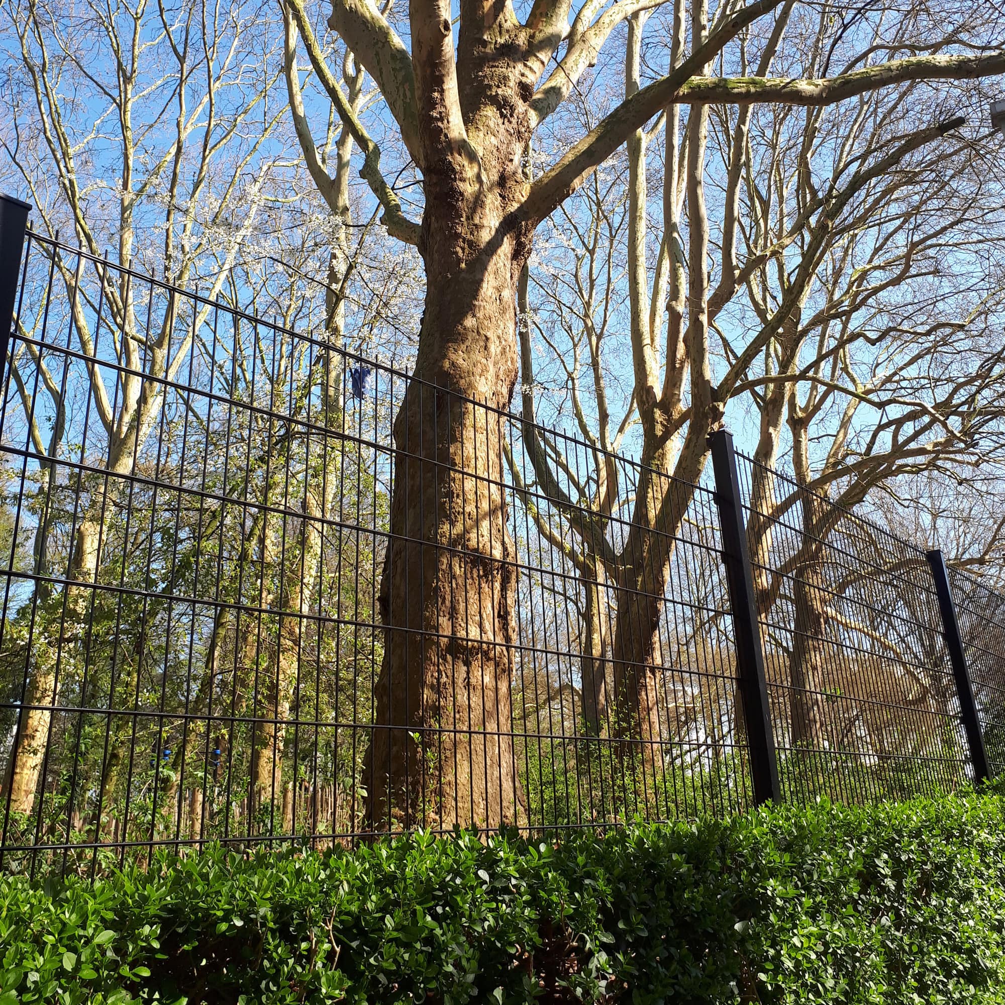 Doppelstabmattenzäune - Nylofor 2D 656